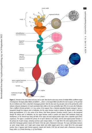 Physiological factors in fertility of birds.pdf | Infertility ...