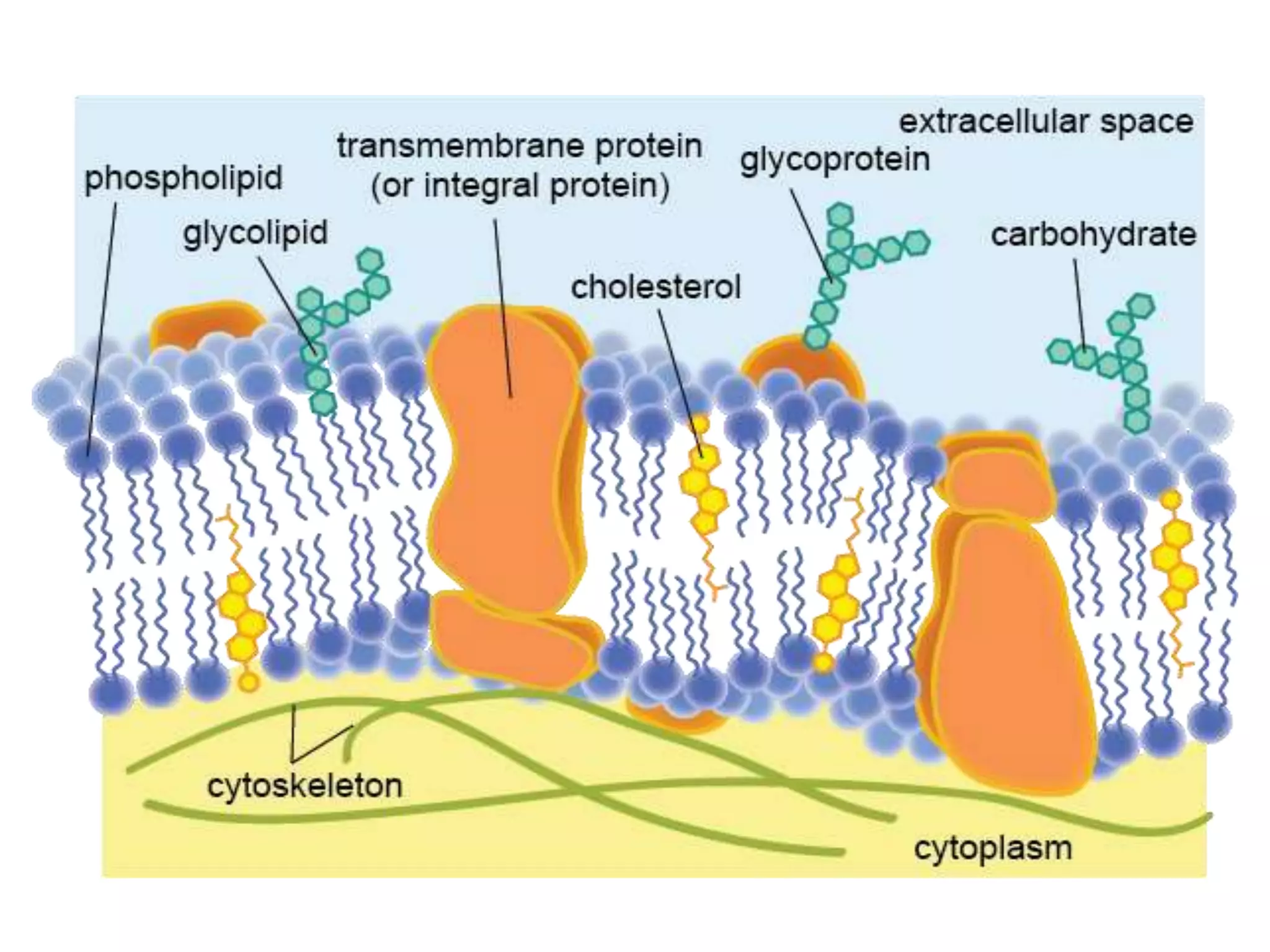 Physiological factors of drug absorption | PPTX