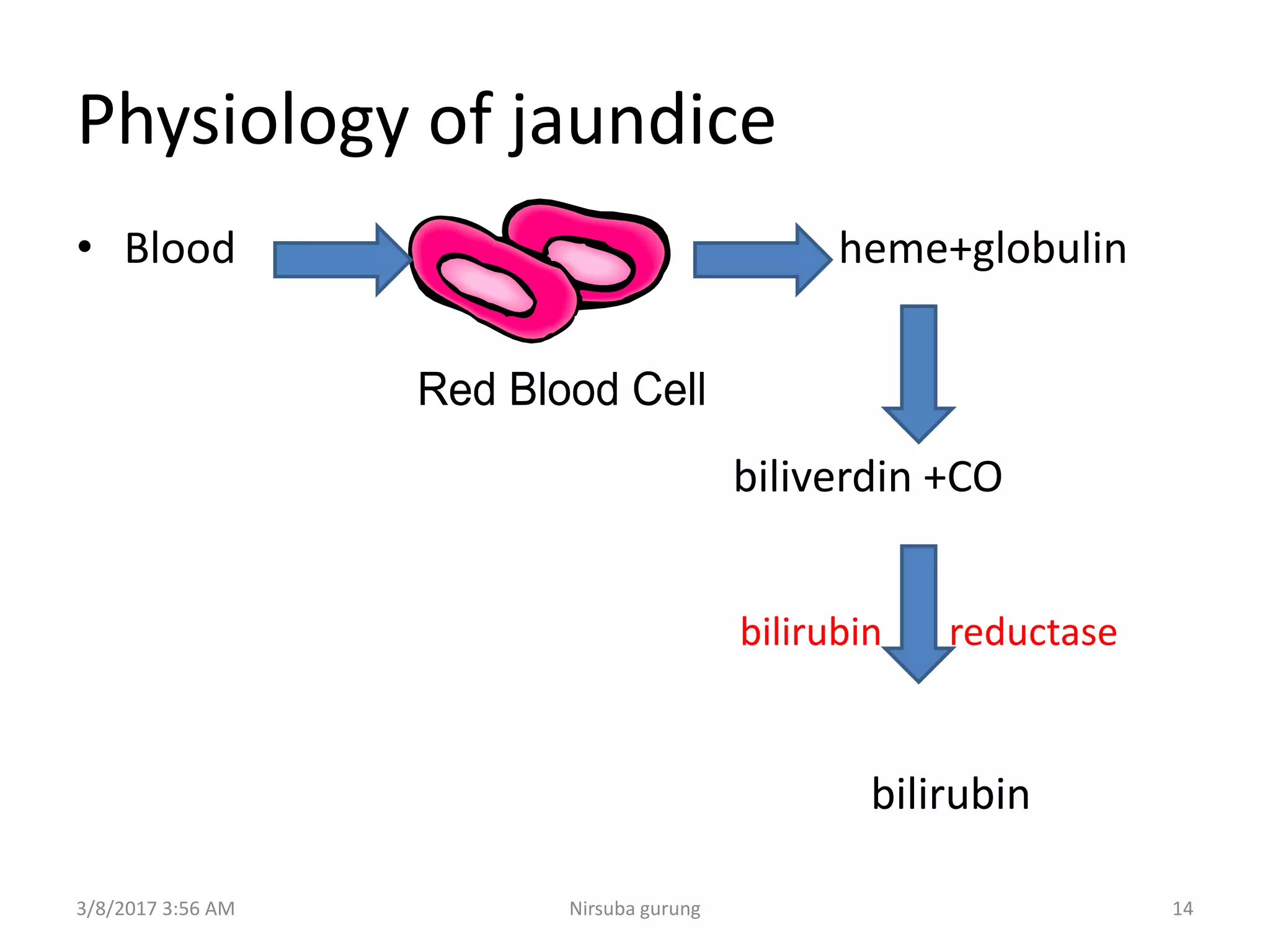 Physiological jaundice | PPTX