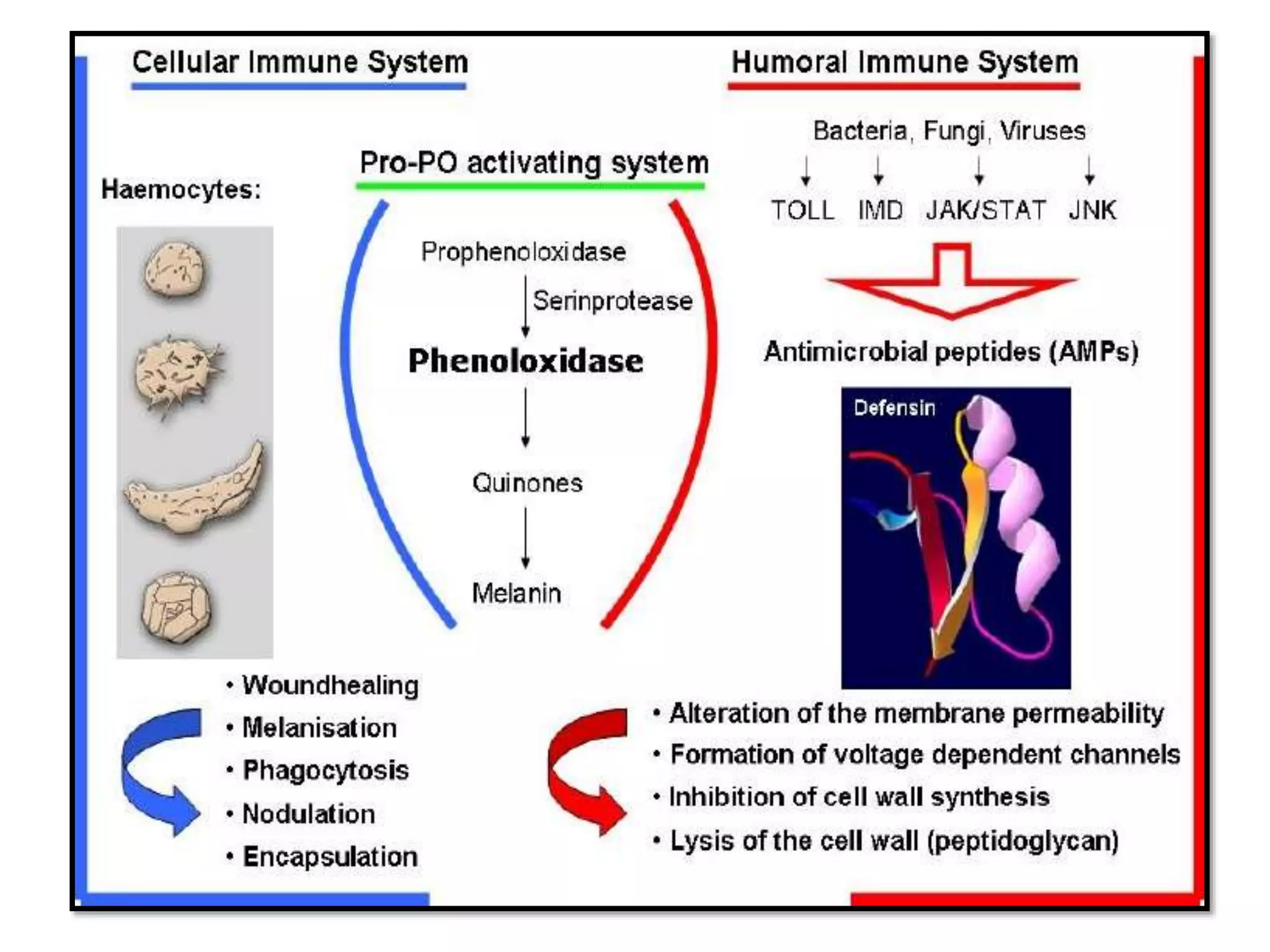 Physiological mechanisms in regulating insect immunity | PPTX