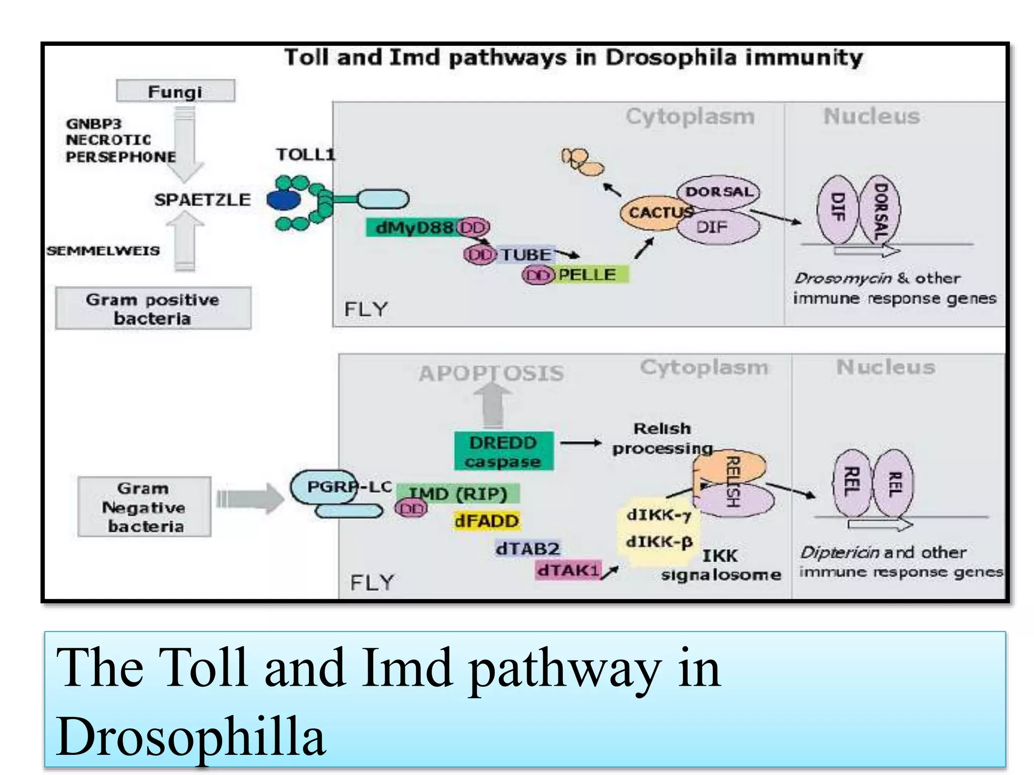 Physiological mechanisms in regulating insect immunity | PPTX