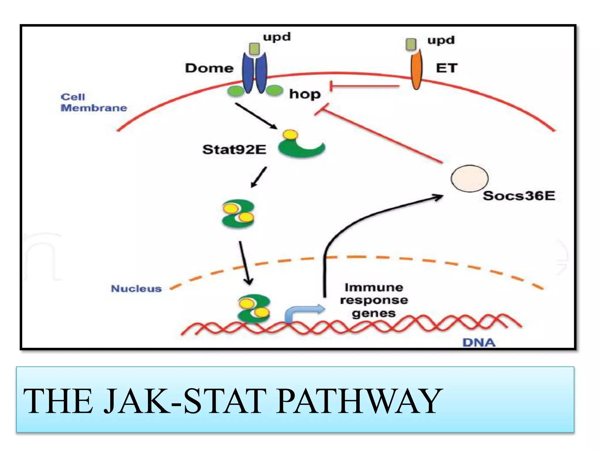 Physiological mechanisms in regulating insect immunity | PPTX ...