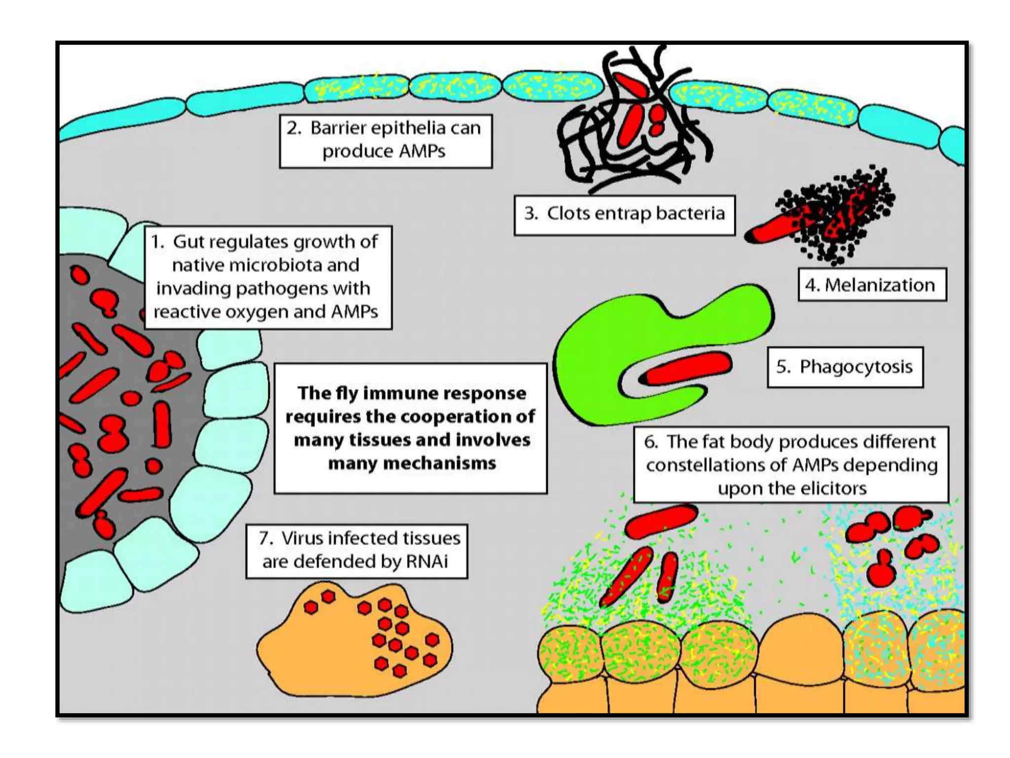 Physiological mechanisms in regulating insect immunity | PPTX