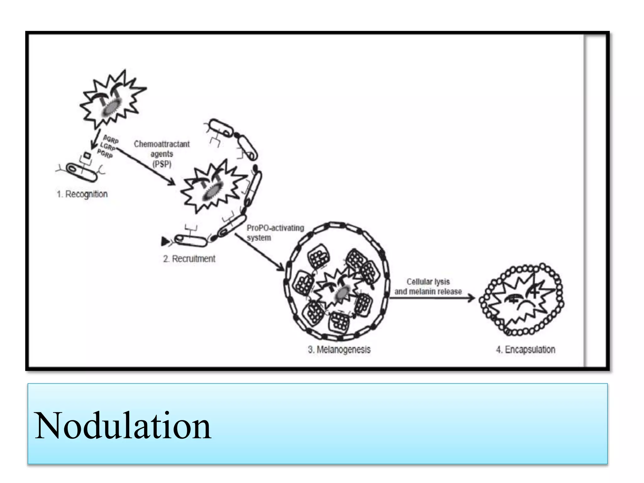 Physiological mechanisms in regulating insect immunity | PPTX
