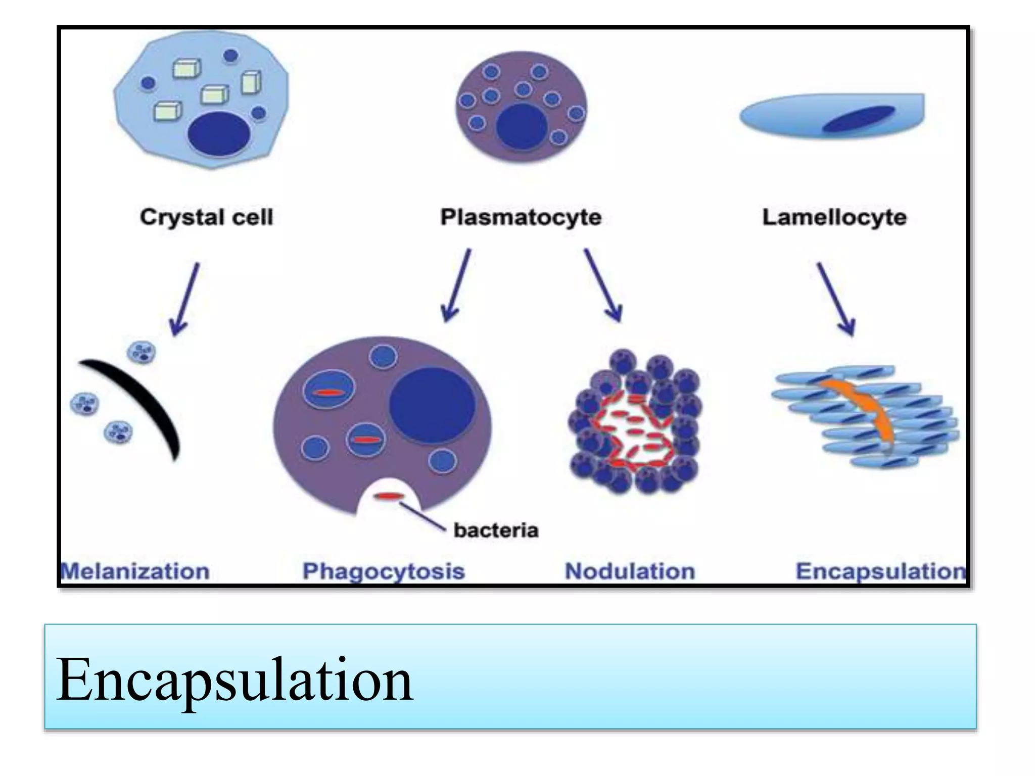Physiological mechanisms in regulating insect immunity | PPTX