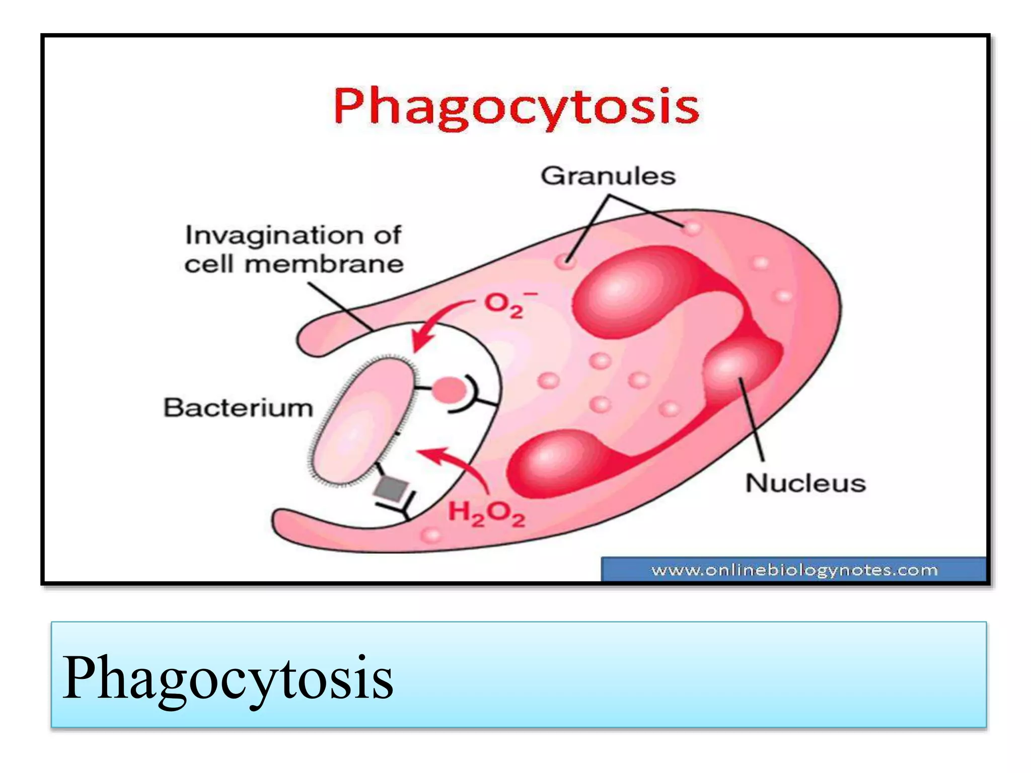 Physiological mechanisms in regulating insect immunity | PPTX