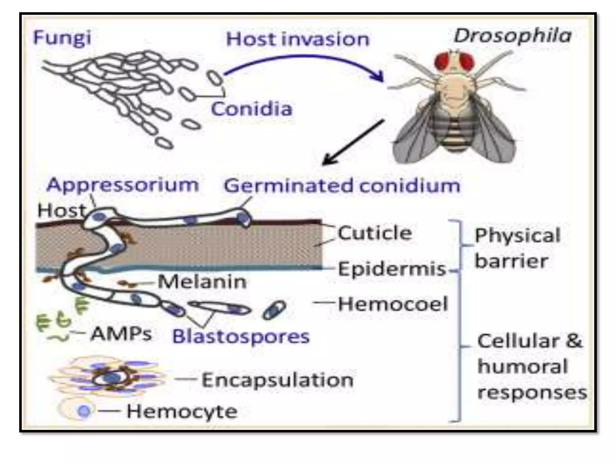 Physiological mechanisms in regulating insect immunity | PPTX