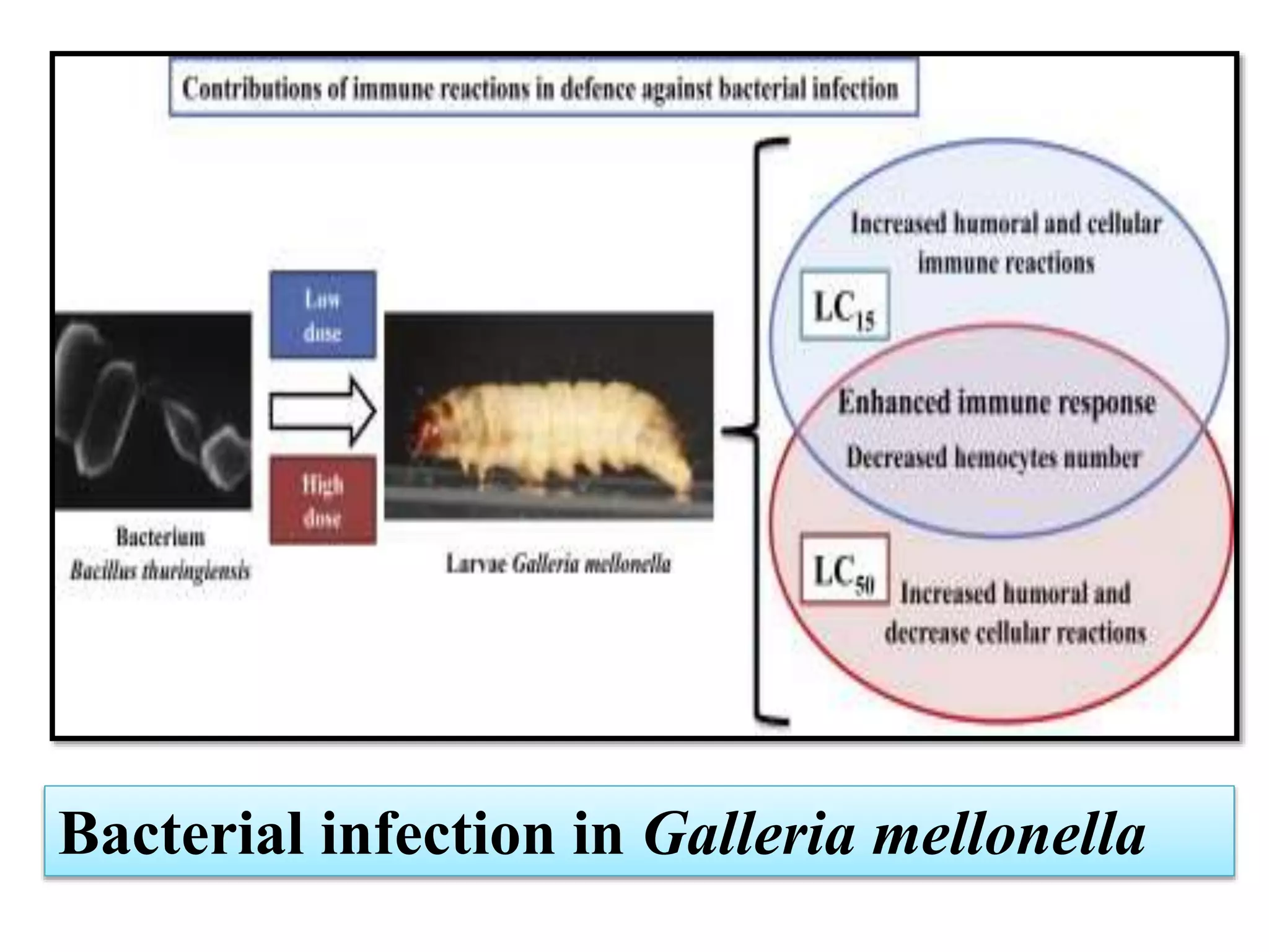 Physiological mechanisms in regulating insect immunity | PPTX