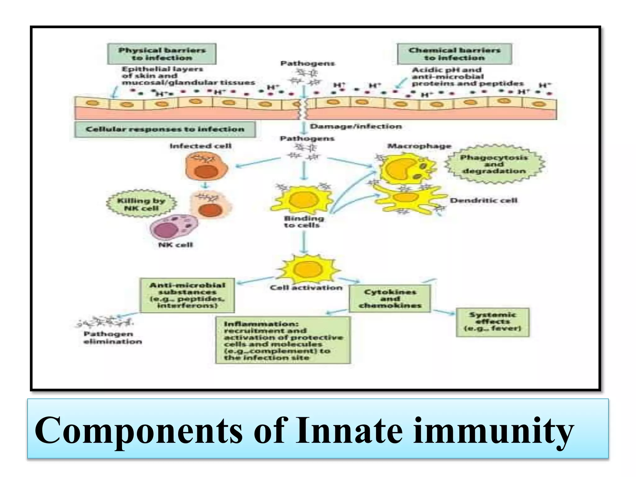 Physiological mechanisms in regulating insect immunity | PPTX ...