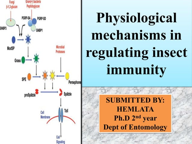 Physiological mechanisms in regulating insect immunity | PPTX ...