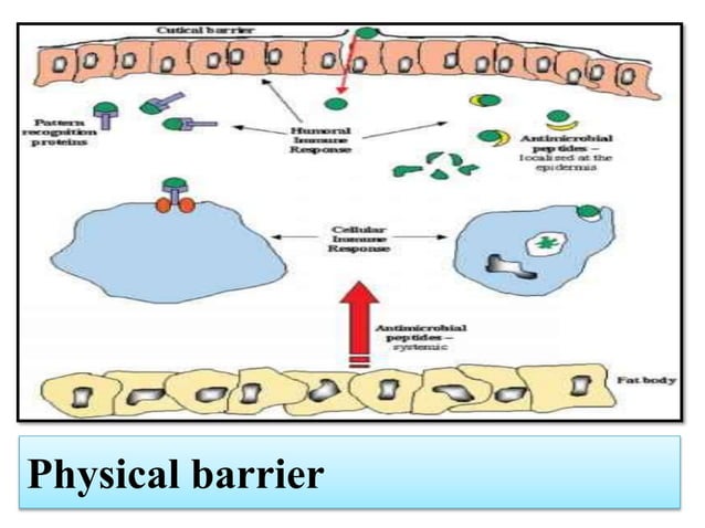 Physiological mechanisms in regulating insect immunity | PPTX ...