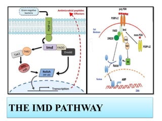 Physiological mechanisms in regulating insect immunity | PPTX