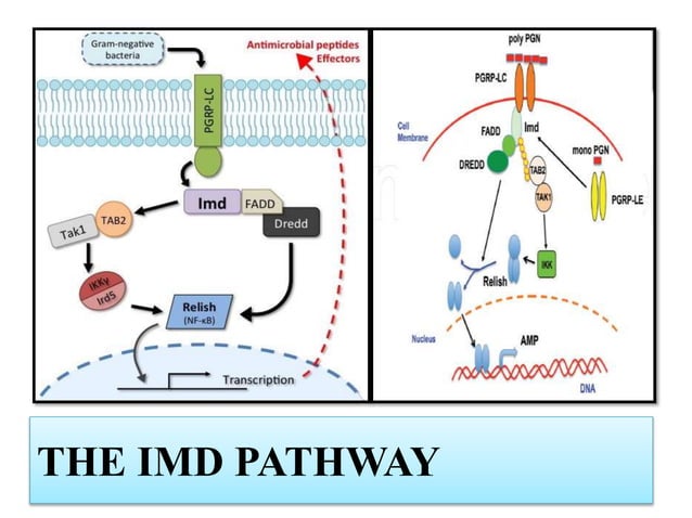 Physiological mechanisms in regulating insect immunity | PPTX ...