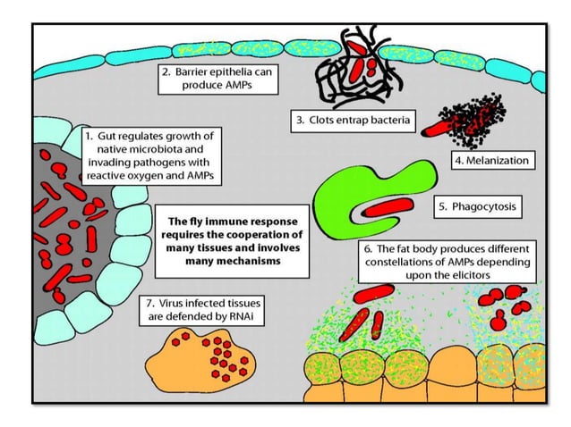 Physiological mechanisms in regulating insect immunity | PPTX ...