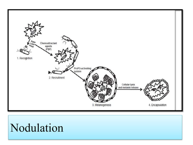 Physiological mechanisms in regulating insect immunity | PPTX ...