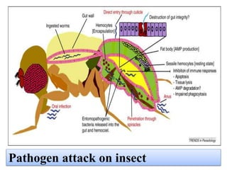 Physiological mechanisms in regulating insect immunity | PPTX