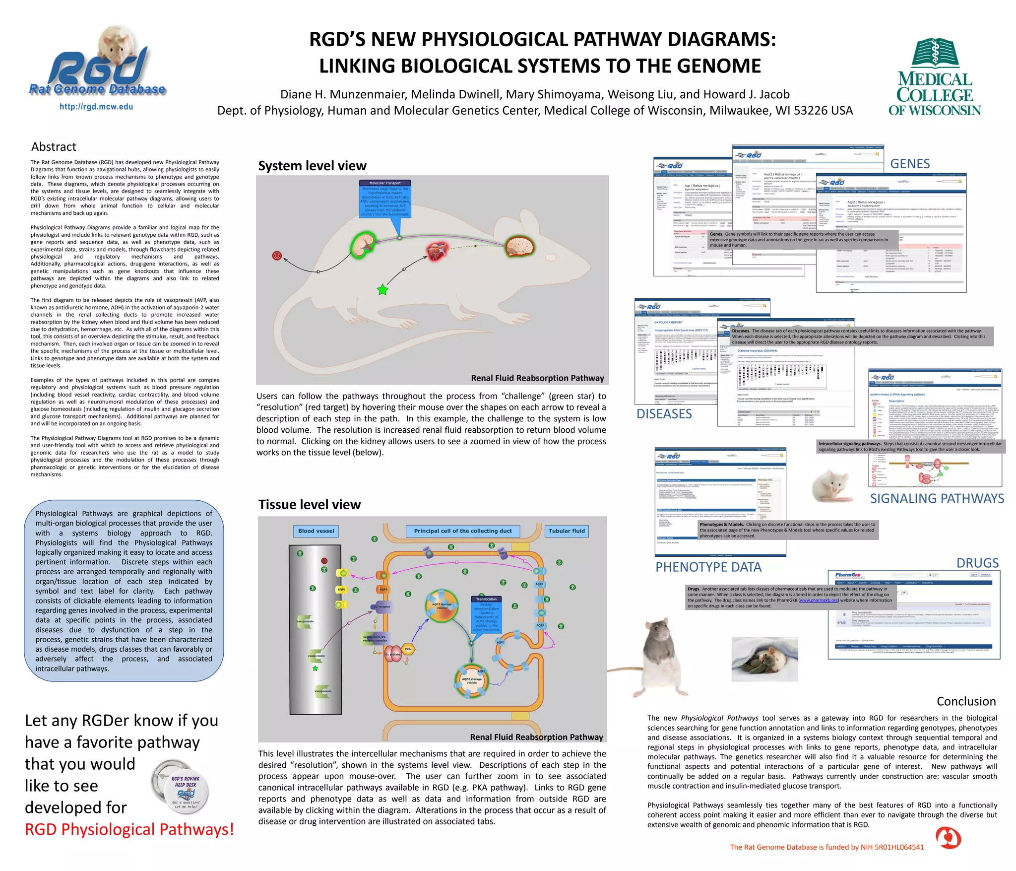 Physiological pathway diagrams at rgd | PPT