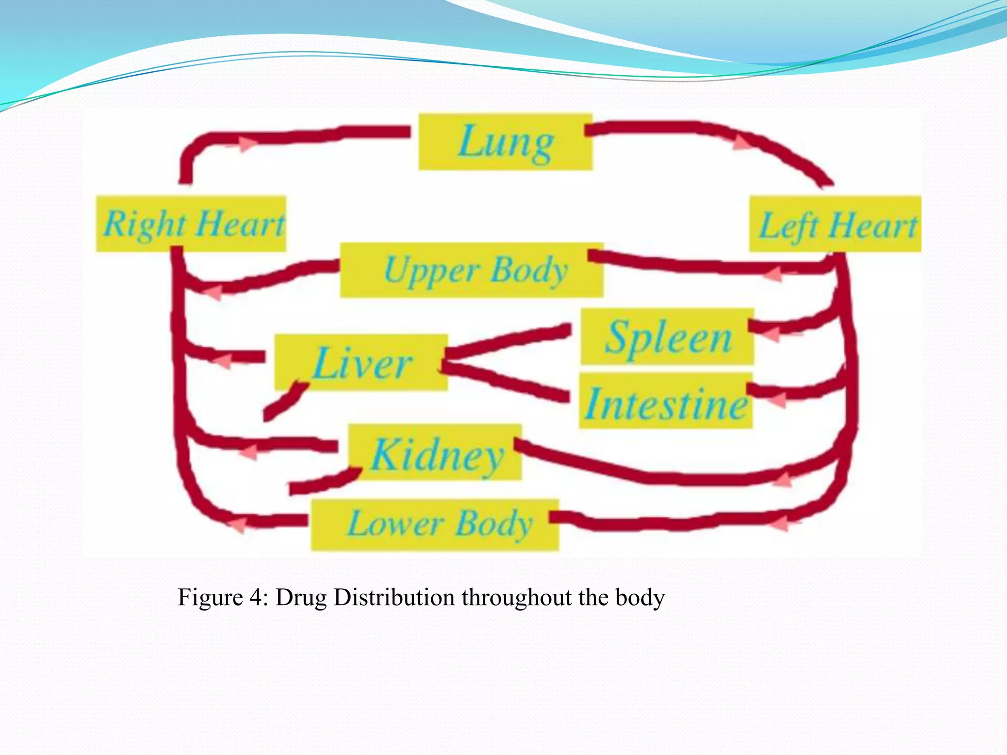 Physiological pharmacokinetic models | PPTX