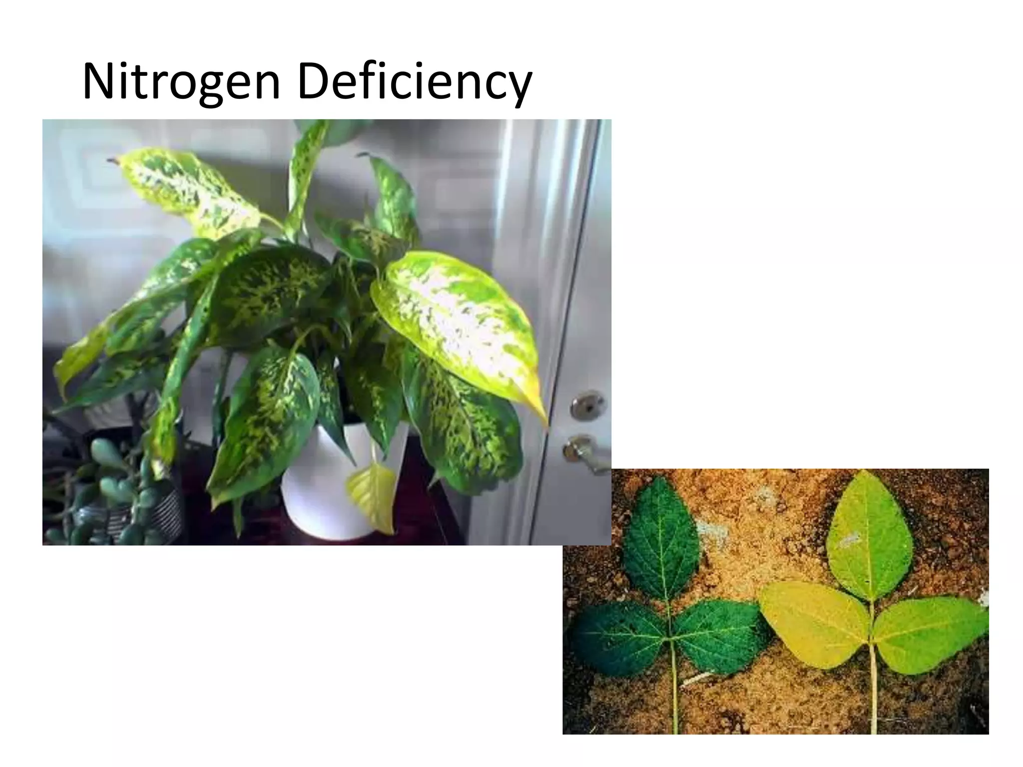 National NL Physiological Problems | PPTX
