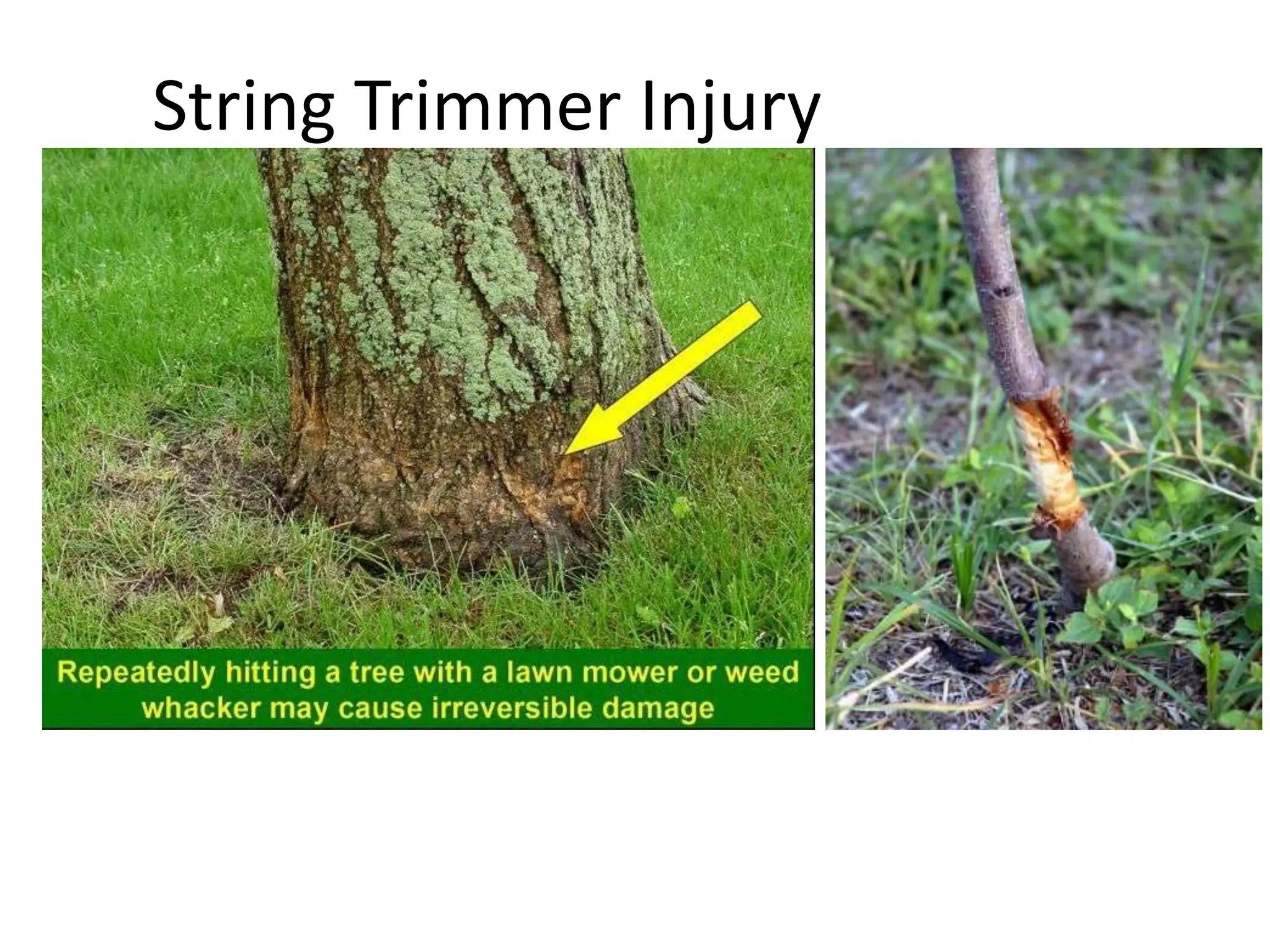 National NL Physiological Problems | PPTX