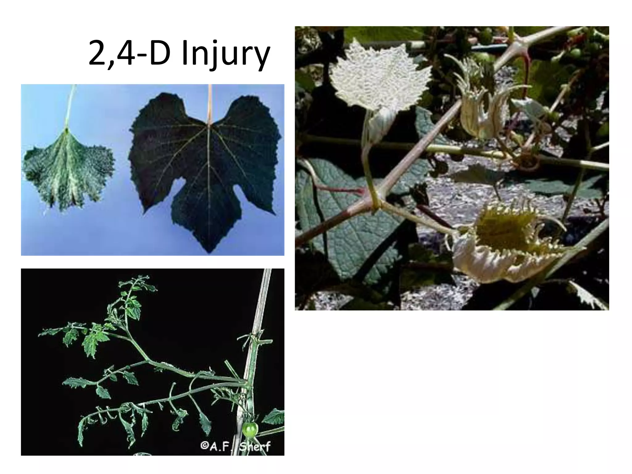 National NL Physiological Problems | PPTX