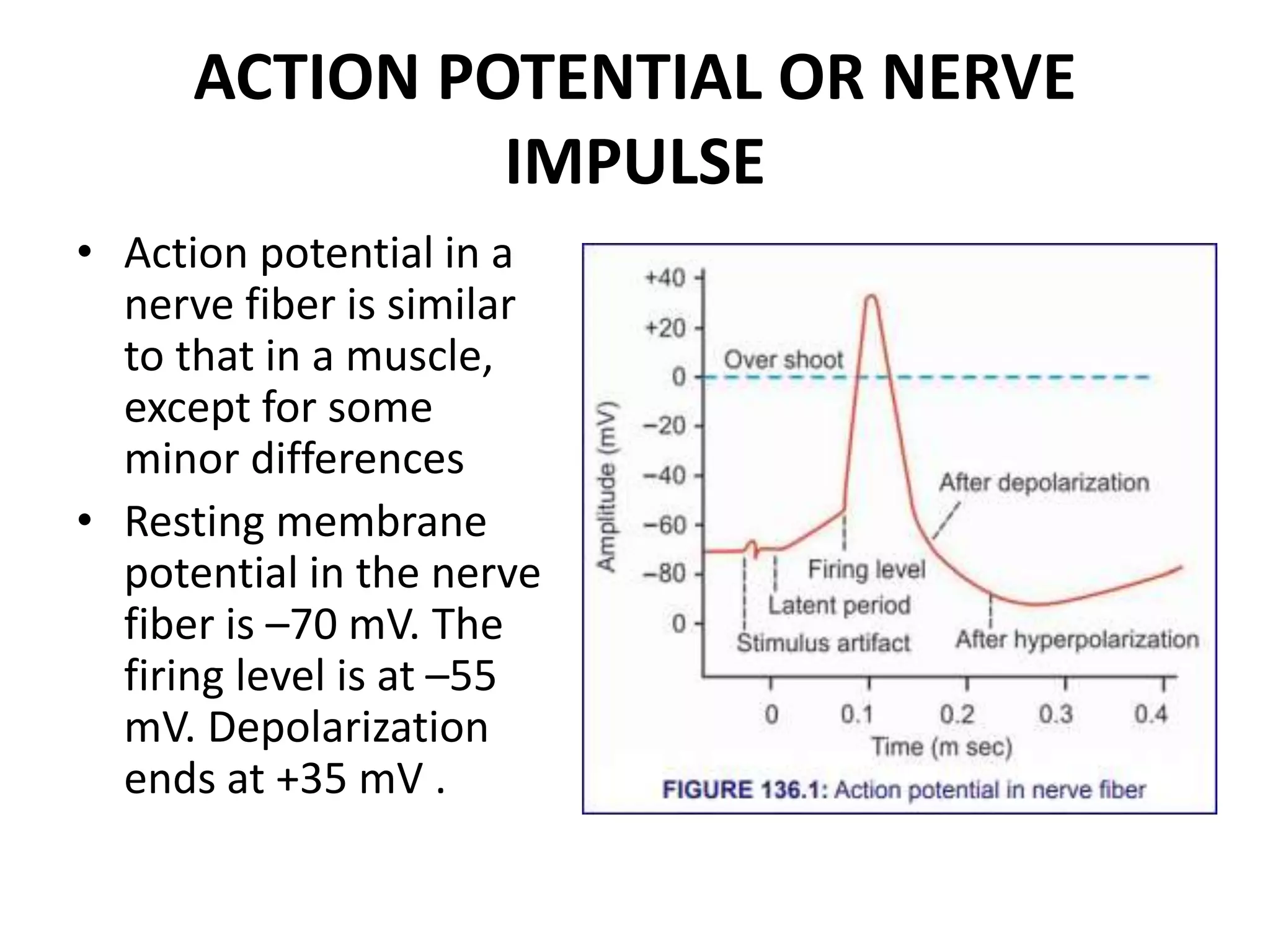 Physiological properties of nerve fibers | PPTX