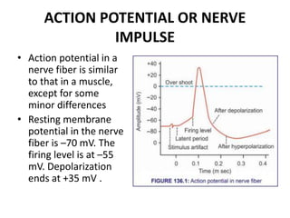 Physiological properties of nerve fibers | PPTX