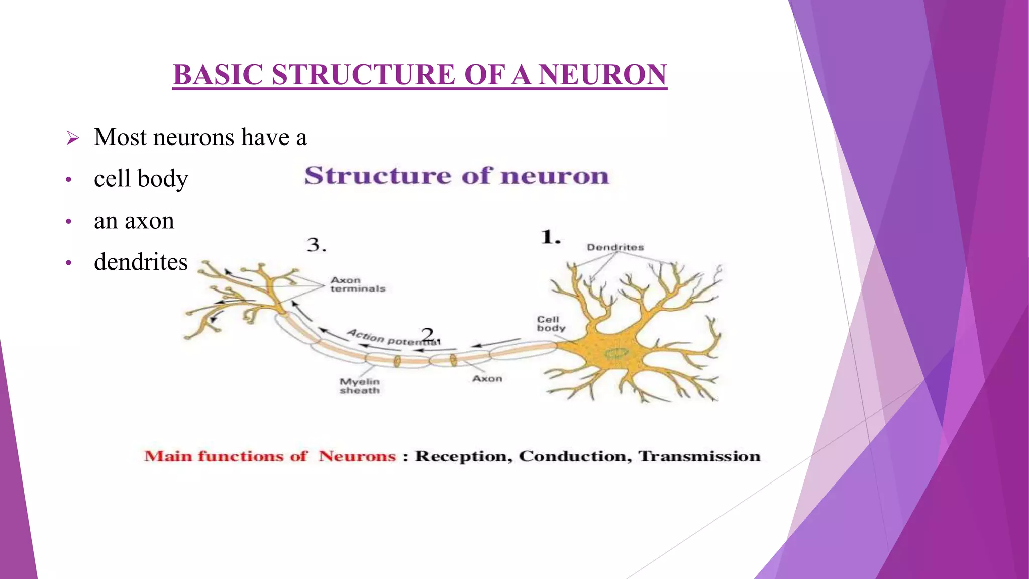 NEURAL TRANSMISSION ppt | PPTX