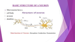 NEURAL TRANSMISSION ppt | PPTX