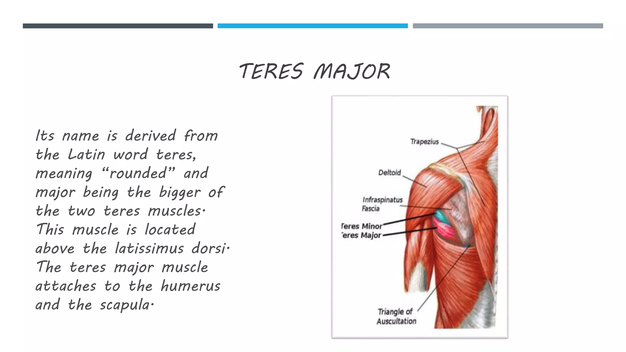 Physiological qualities of movements.... | PPTX