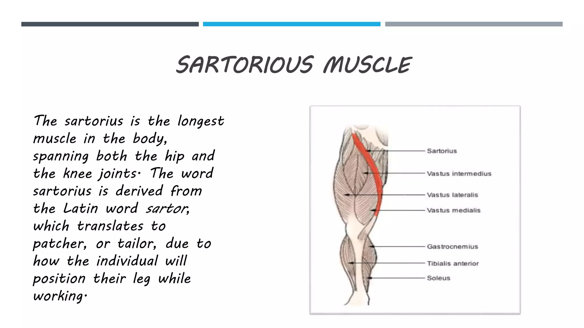 Physiological qualities of movements.... | PPTX
