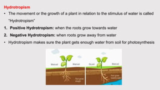 Physiological response of crop plants | PPTX