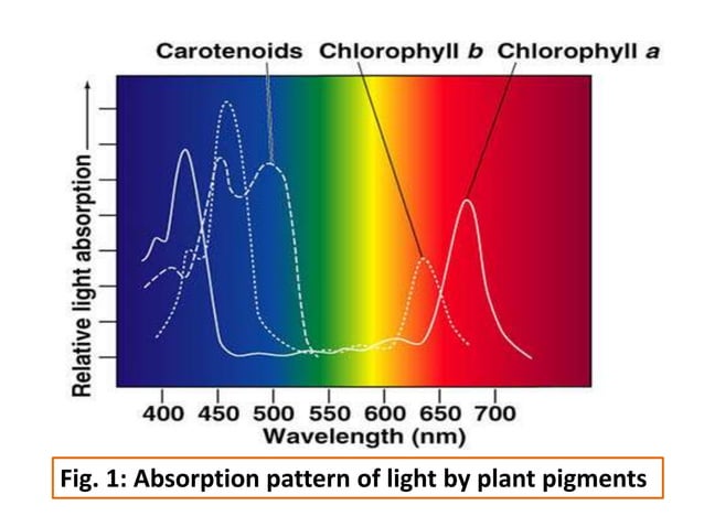 Physiological responses of crops to light and moisture | PPTX ...
