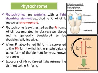Physiological responses of crops to light and moisture | PPTX