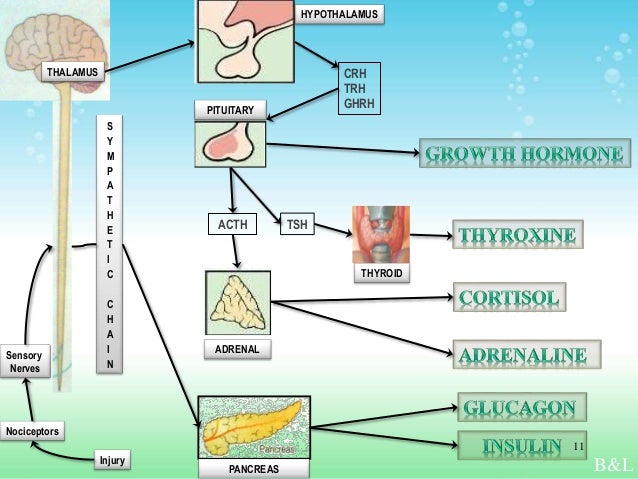 Physiological Responses to Surgery & Trauma