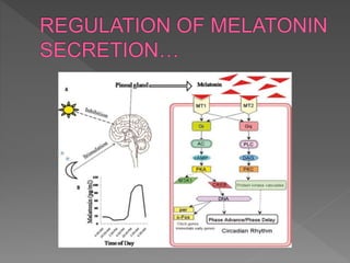 Physiological role of melatonin | PPTX