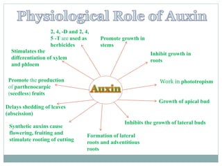 Physiological role of growth hormones ( auxins, gibberellins ...