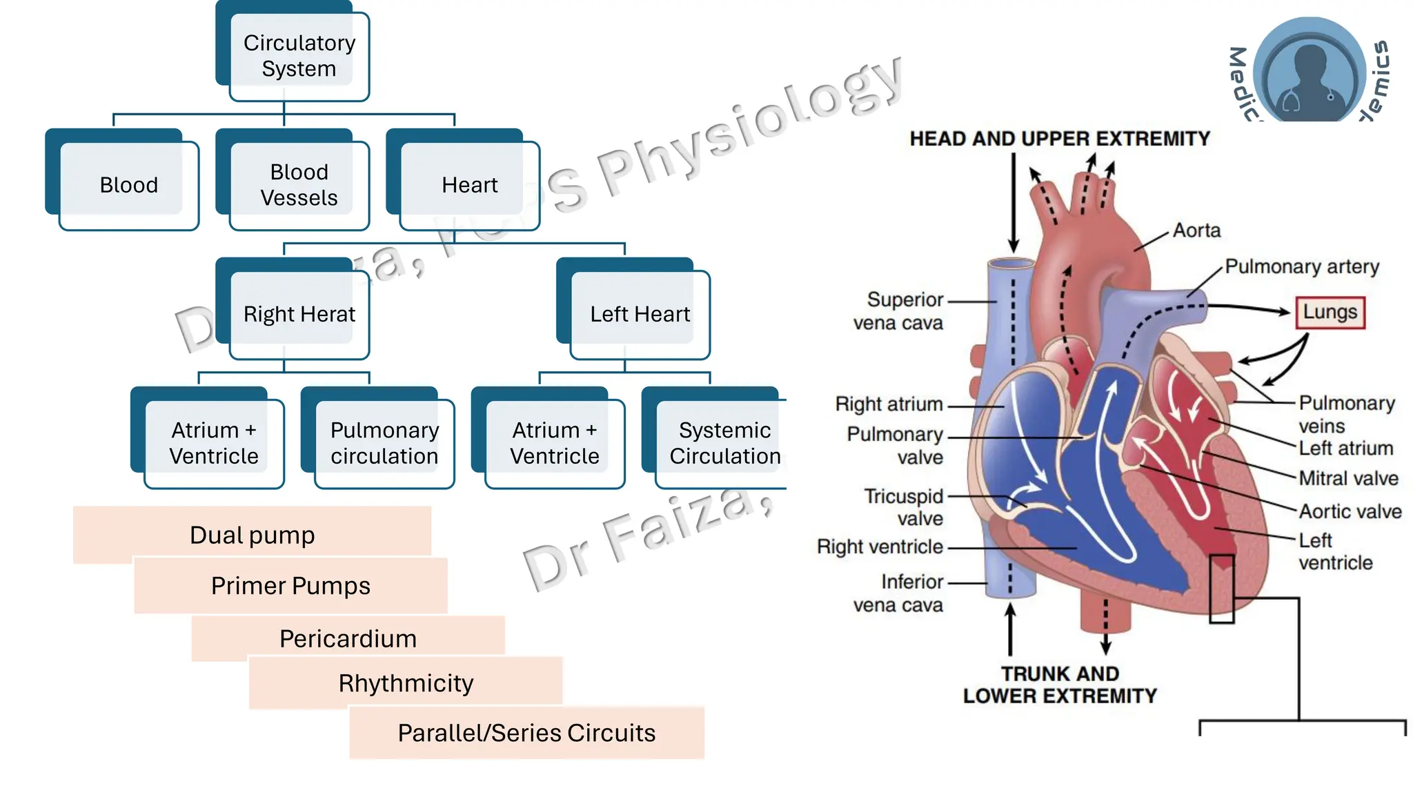 Physiologic Anatomy of Heart_AntiCopy.pdf