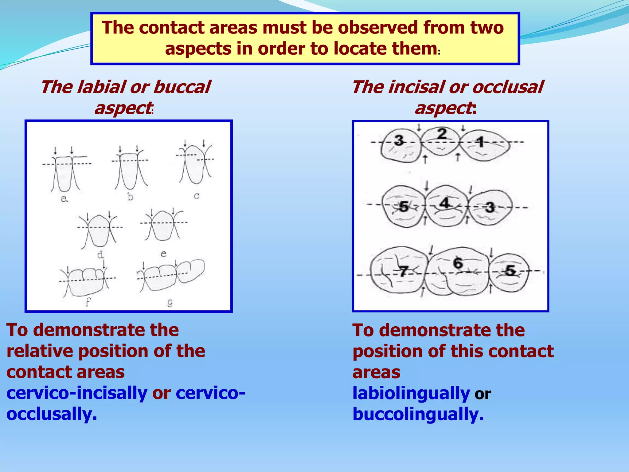 Physiologic tooth part 1 | PPTX