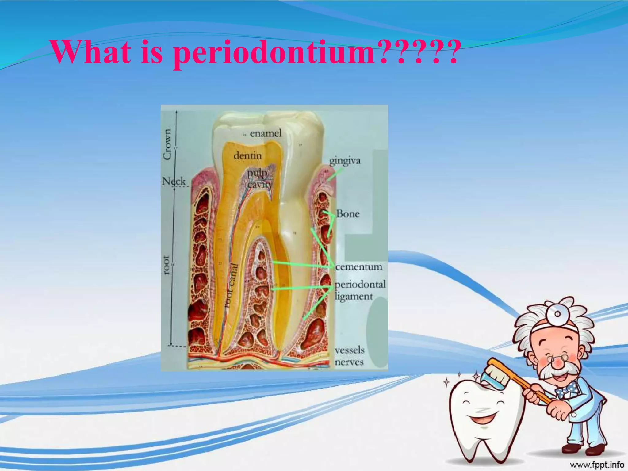 Physiologic tooth part 1 | PPTX