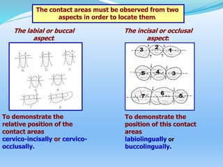 Physiologic tooth part 1 | PPTX
