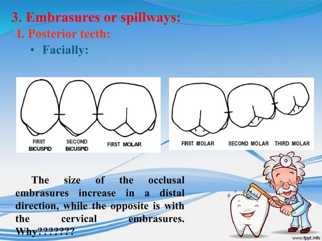 Physiologic tooth part 1 | PPTX