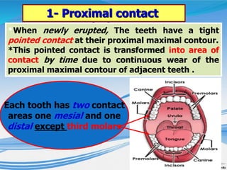 Physiologic tooth part 1 | PPTX