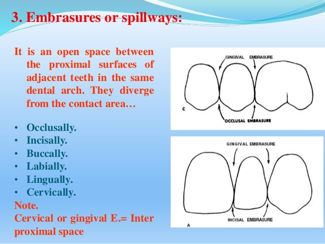 Physiologic tooth part 1