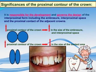 Physiologic tooth form part 2 | PPTX