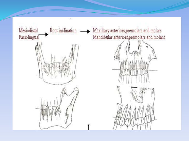 Physiologic tooth form part 2 | PPTX