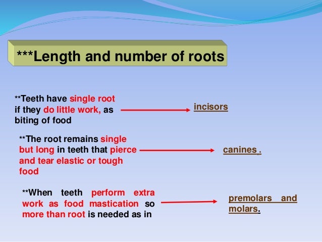 Physiologic tooth form part 2