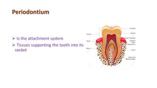 Physiologic tooth from I | PPTX