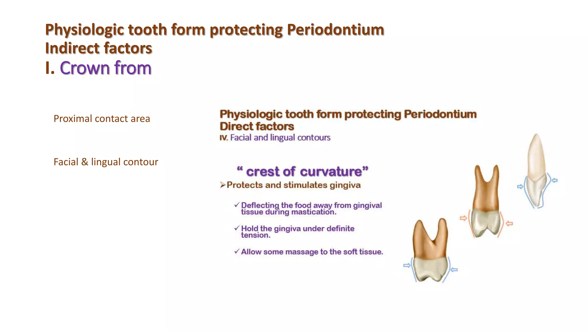 Physiologic tooth from ii | PPTX