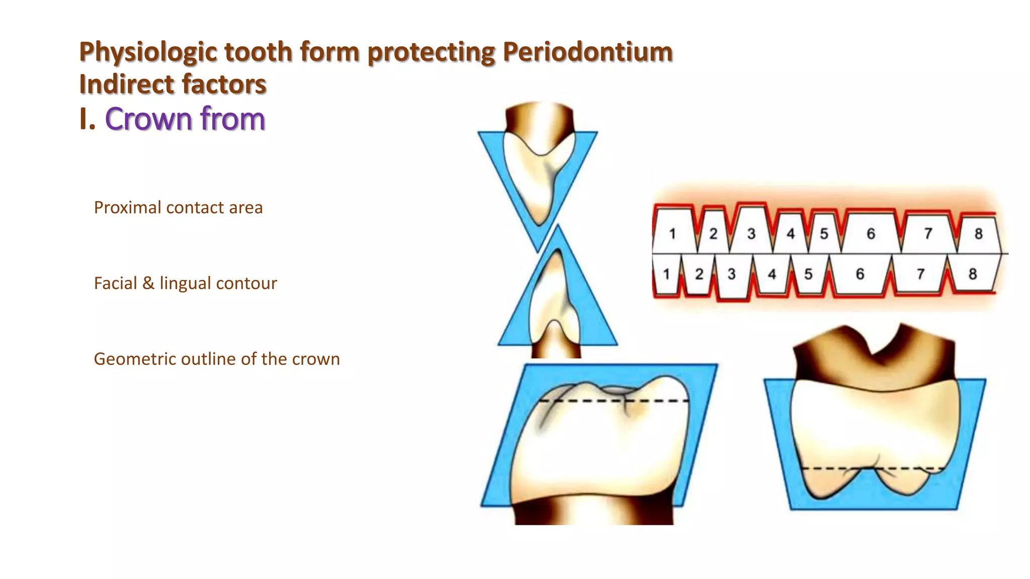 Physiologic tooth from ii | PPTX